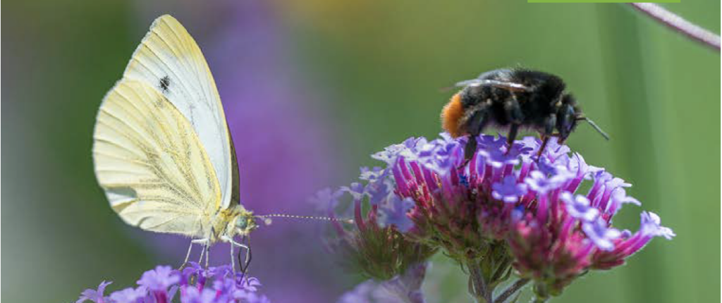 Maak van je tuin een paradijs voor bestuivend